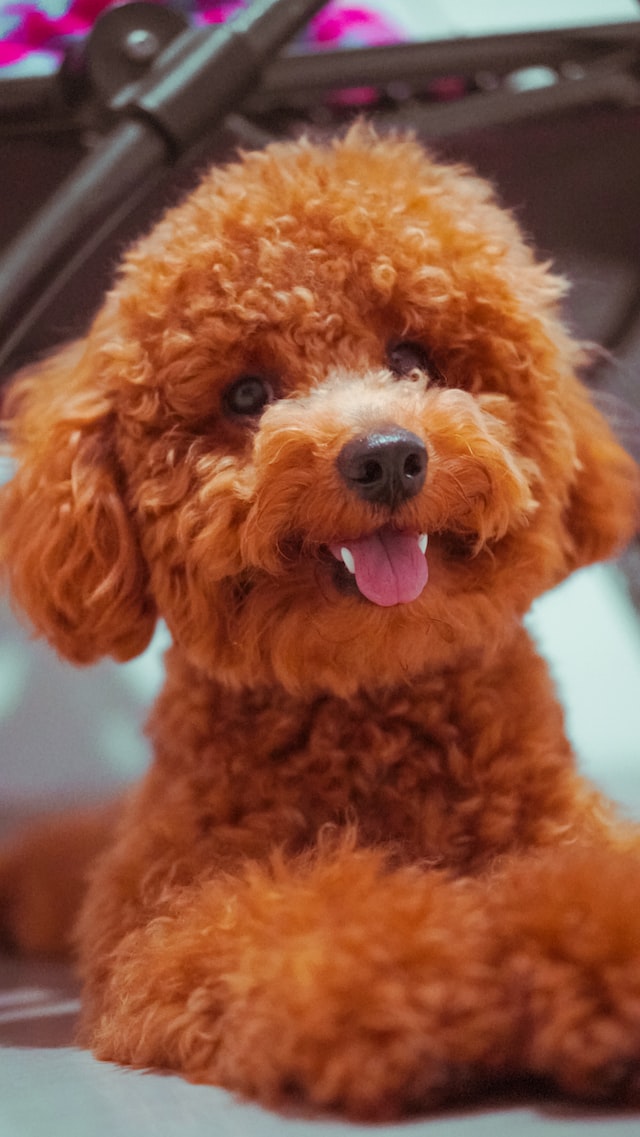 Performing poodles - circus stars and canine wonders