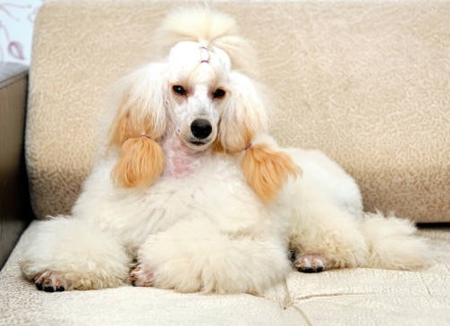 Performing poodles - circus stars and canine wonders