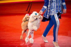 Performing poodles - circus stars and canine wonders
